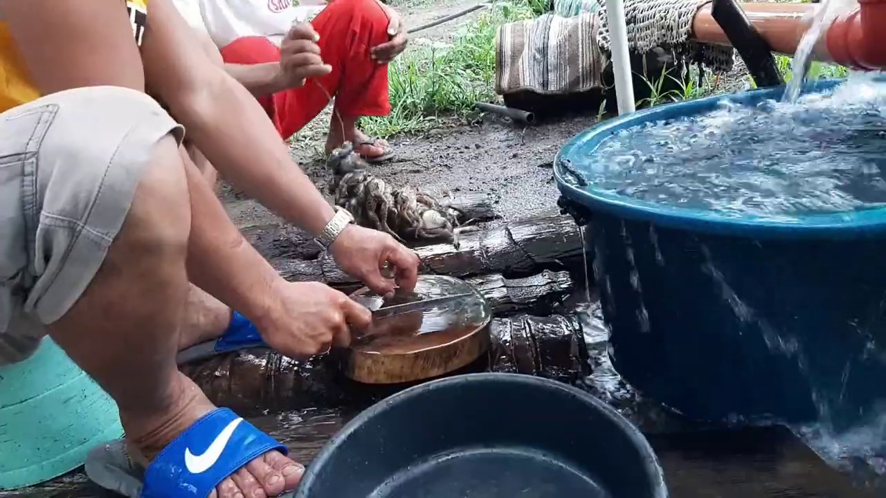 How to catch and cook adobong palaka - YouTube