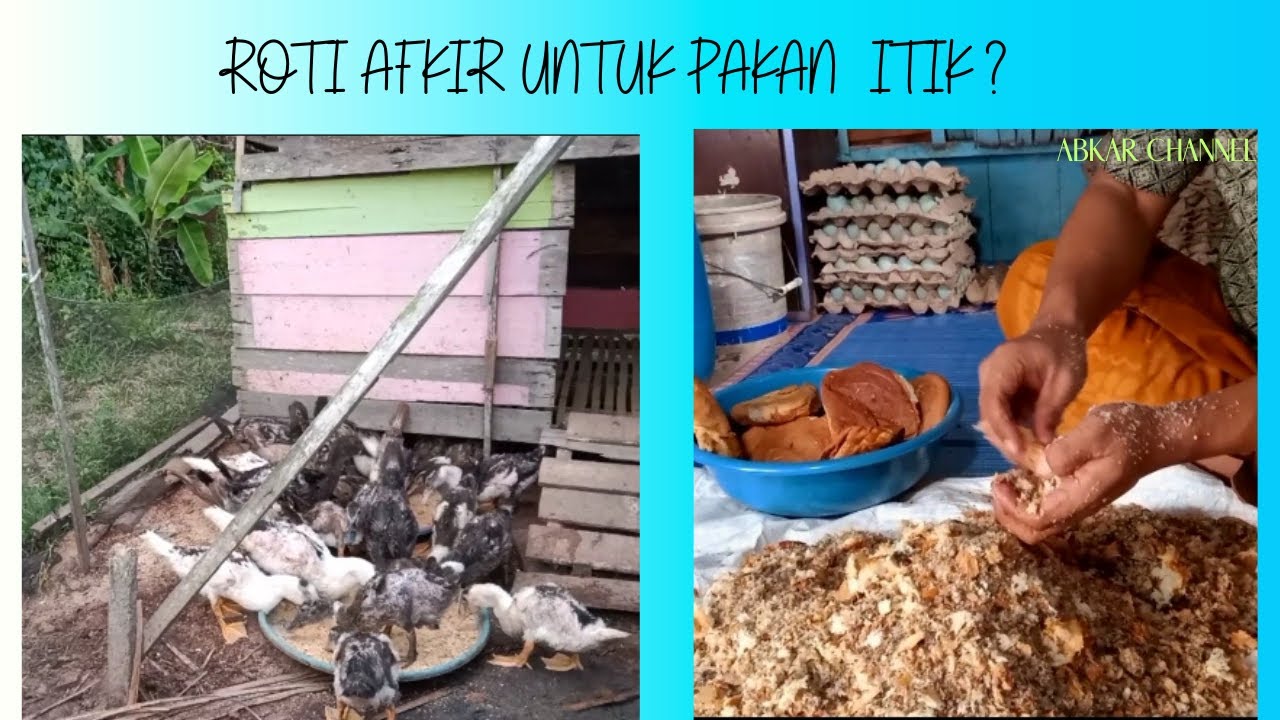 APAKAH AMAN BAGI ITIK PENGGUNAAN ROTI AFKIR SEBAGAI PAKAN ALTERNATIF ...