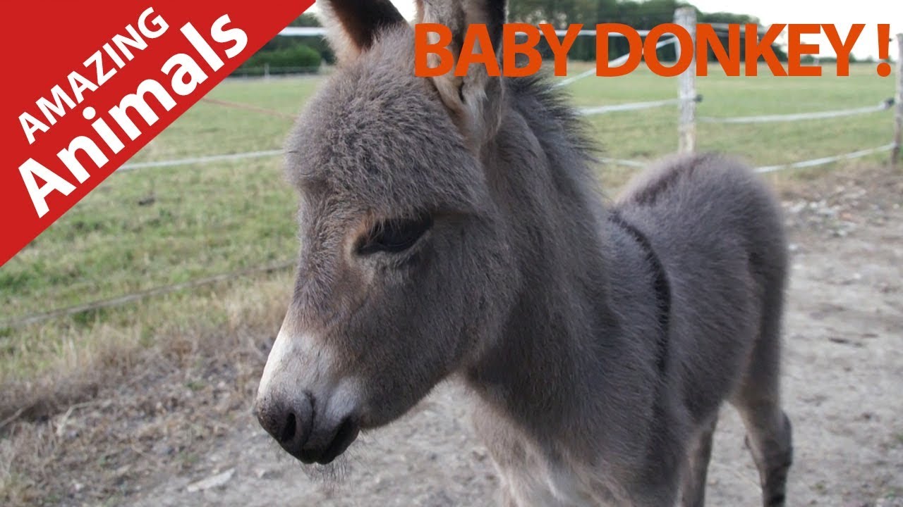 LOVING BABY DONKEY FULL OF LOVE LOOKING FOR CUDDLES ! MOST BEAUTIFUL ...