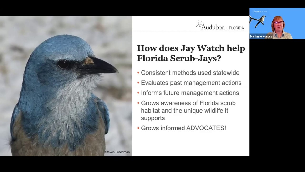 Jay Watch Survey Protocol - YouTube
