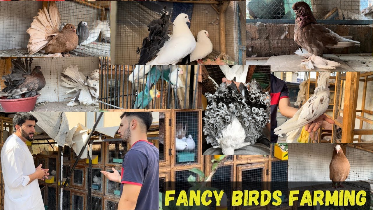 Rooftop Fancy Birds Farming (Part 1) | Passive Source Of Income For ...