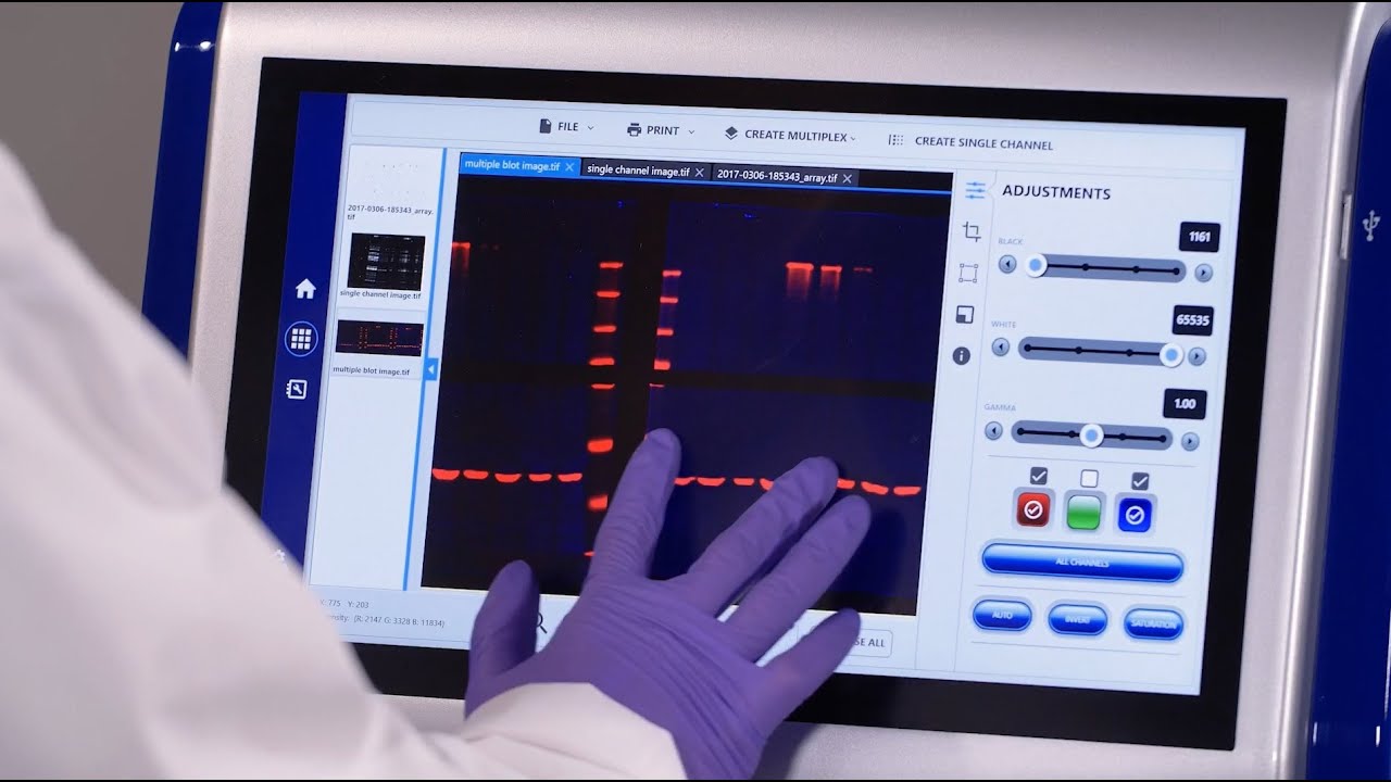 Azure Western Blot Imaging Systems - YouTube