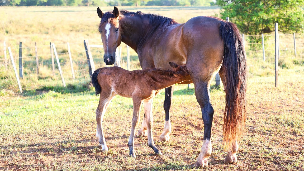 Newborn Foal Training-PLEASE DO THIS! (Imprinting Tutorial) - YouTube