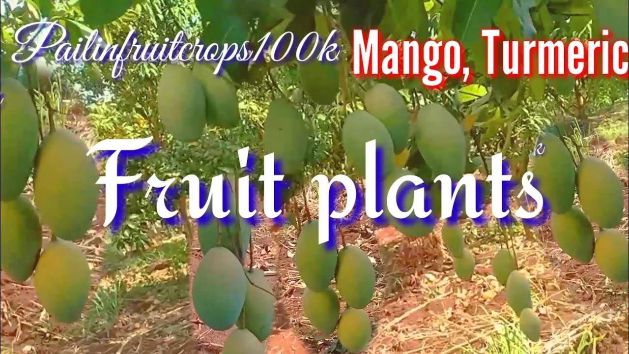 Fruit plant, mango, turmeric, Pailin plantation - YouTube