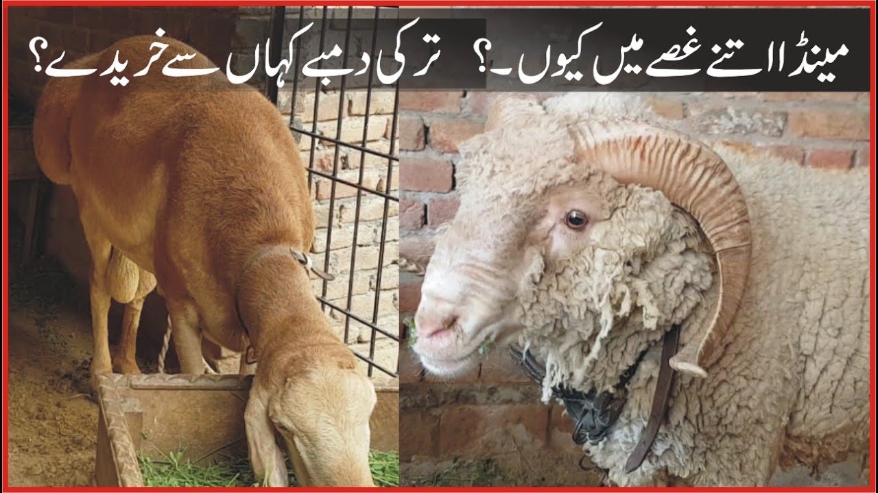 Dumba/Sheep/Menda - YouTube