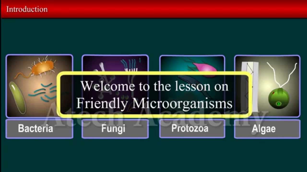 Friendly Micro organism-Science Class-VIII, 8th - YouTube