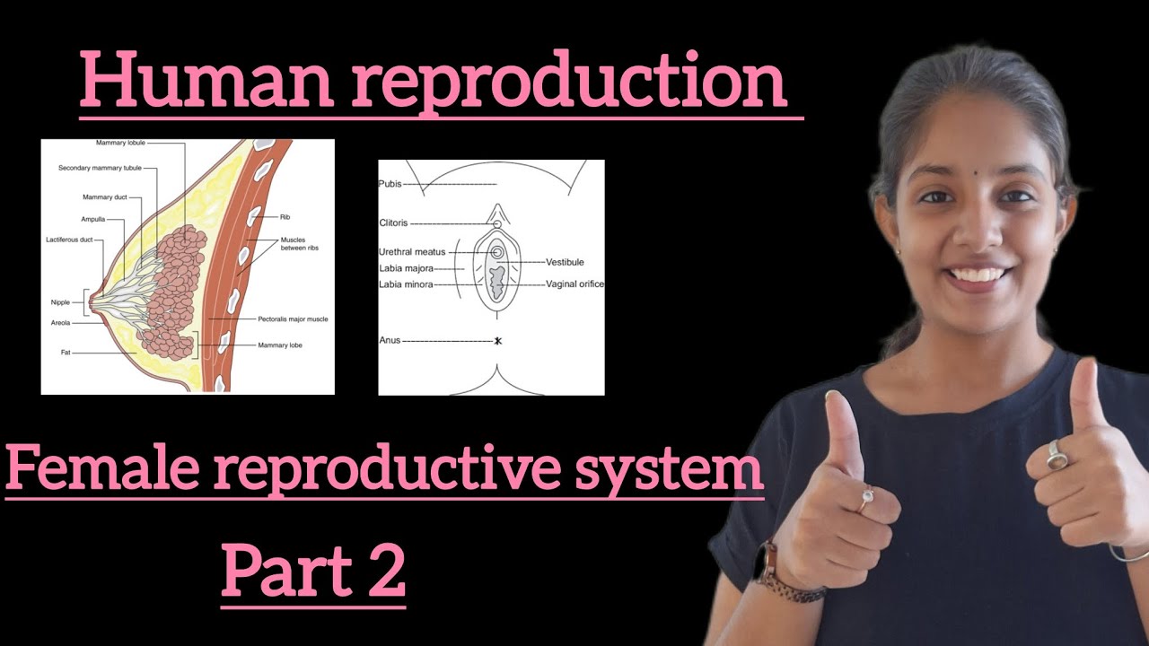 Human reproduction ncert line by line | Female reproductive system part ...