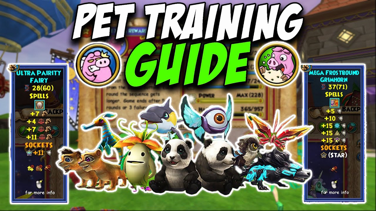 Wizard101: ULTIMATE Pet Training Guide - YouTube