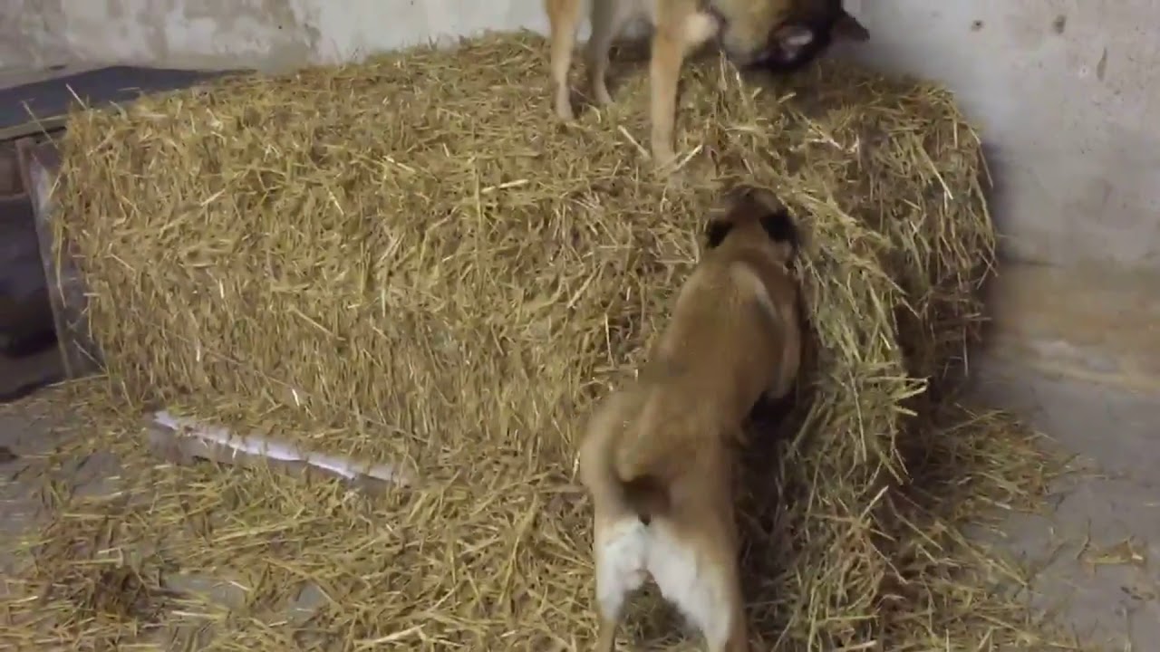 Dogs playing on a straw bale - YouTube