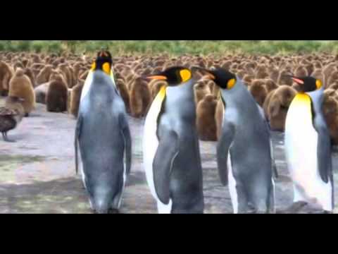 PINGVINAI MAROZAI - YouTube