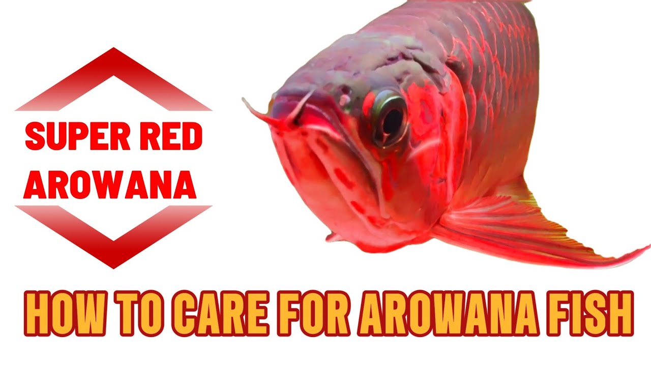 How To Care For an Arowana Fish 🦈 - YouTube