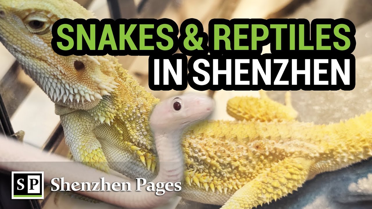 Buying Snakes and Reptiles in China, Shenzhen 🇨🇳 - YouTube