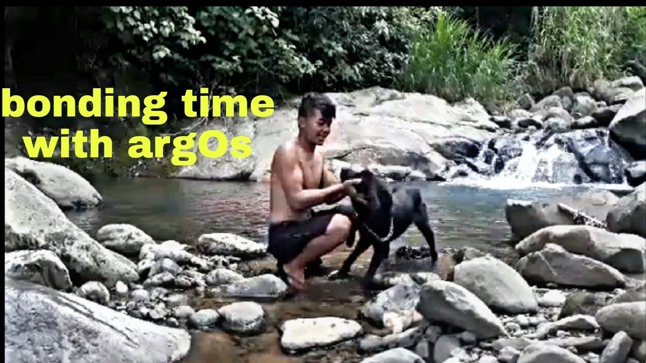 Bonding time with argOs ( Ang sarap maligo sa ilog )#labrador dog# ...
