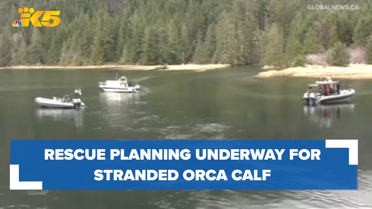 Rescue planning underway for stranded orca calf near Vancouver Island ...