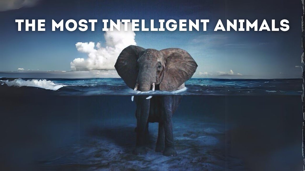 The Most Intelligent Animals in the World 🧐 - YouTube