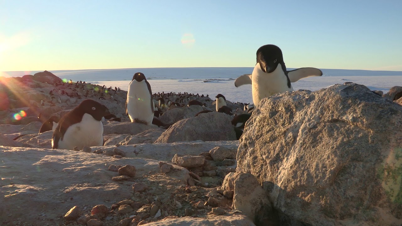 Adelie penguins (Pygoscelis adeliae) stealing rocks from a nest, Adelie ...