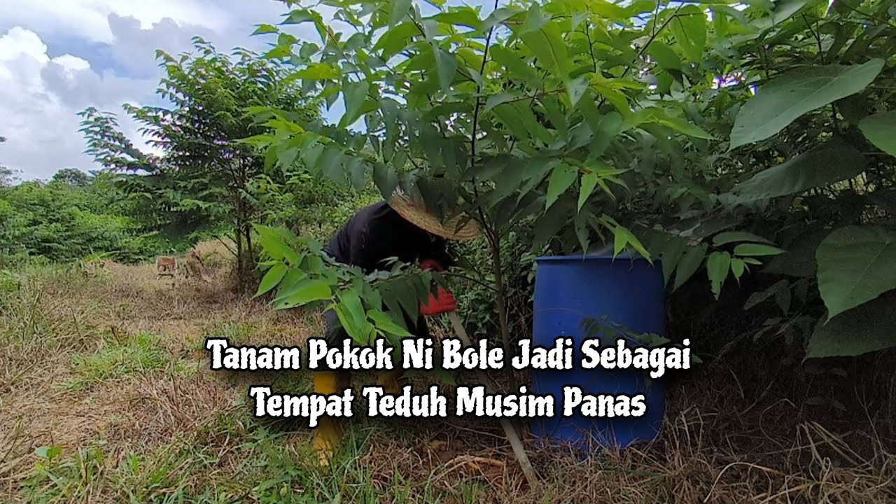 Pokok Penyelamat musim panas!! - YouTube