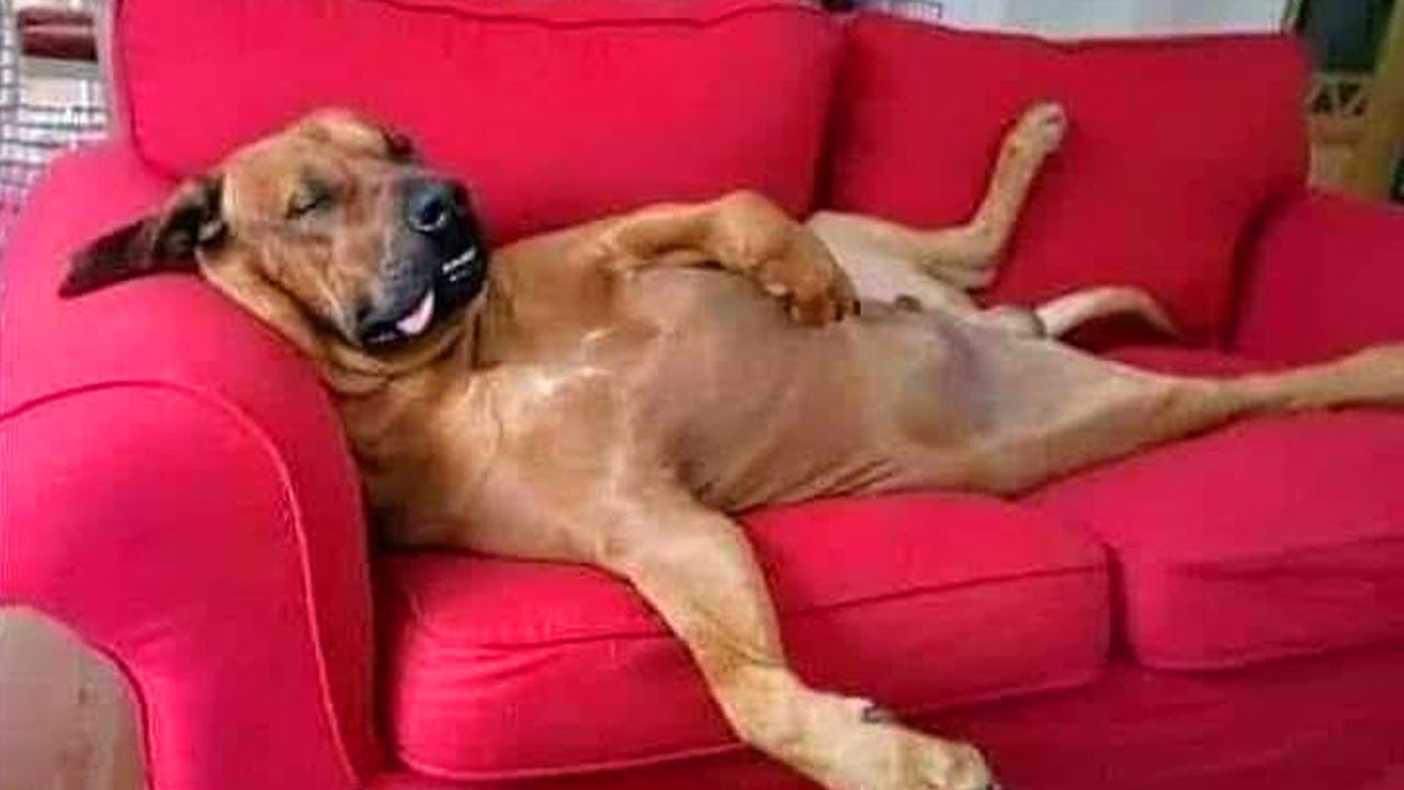 50 Interesting Animal Moments Caught On Camera Will Make You Laugh 🤣 - YouTube