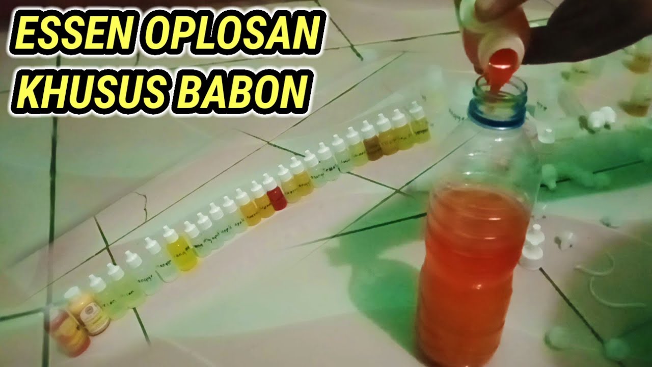 RAHASIA !! CARA MEMBUAT ESSEN OPLOSAN YANG DISUKAI IKAN MAS BABON ...
