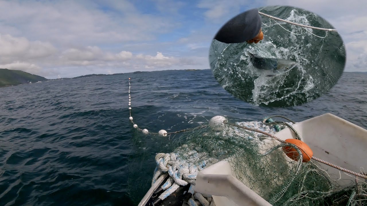 Salmon Gill Netting Subsistence Fishing In Alaska YouTube Salmon Gill Netting Subsistence Fishing In Alaska YouTube