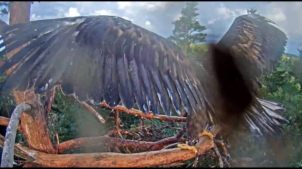 Merikotkas~Great wing exercises by Suvi ~6:19am - YouTube