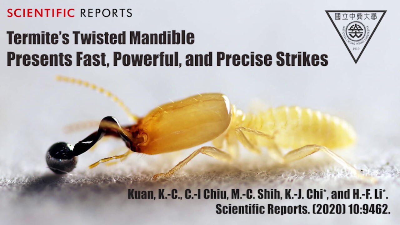 Only the fastest is invincible: Termite's twisted mandibles break the ...