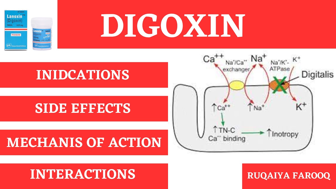 Digxin Overview | Uses, Mechanism of action, side effects and ...