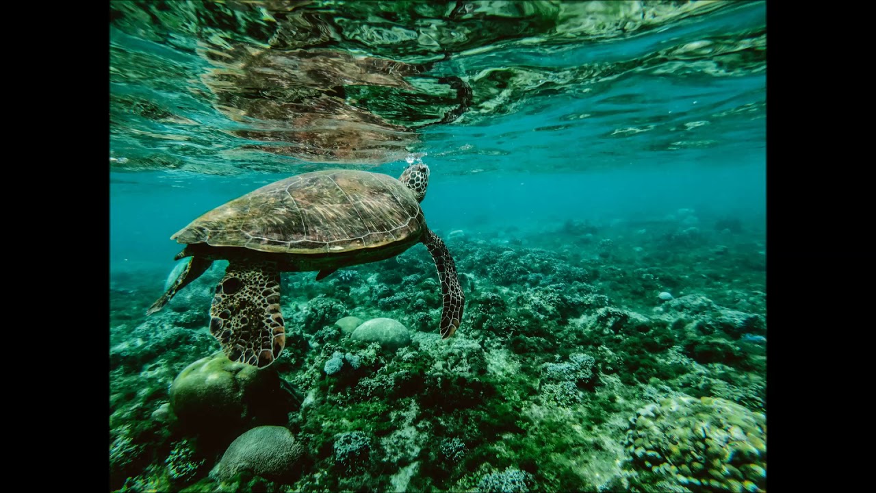 Help Save the Sea Turtles in Long Island Sound!! - YouTube