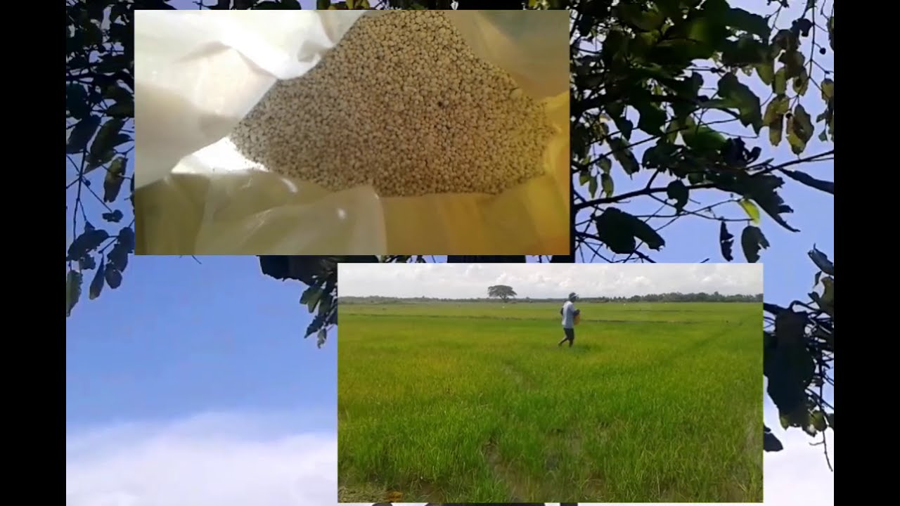 First application of Fertilizer on Direct Seeding🌾🌾🌾|FarmZone - YouTube