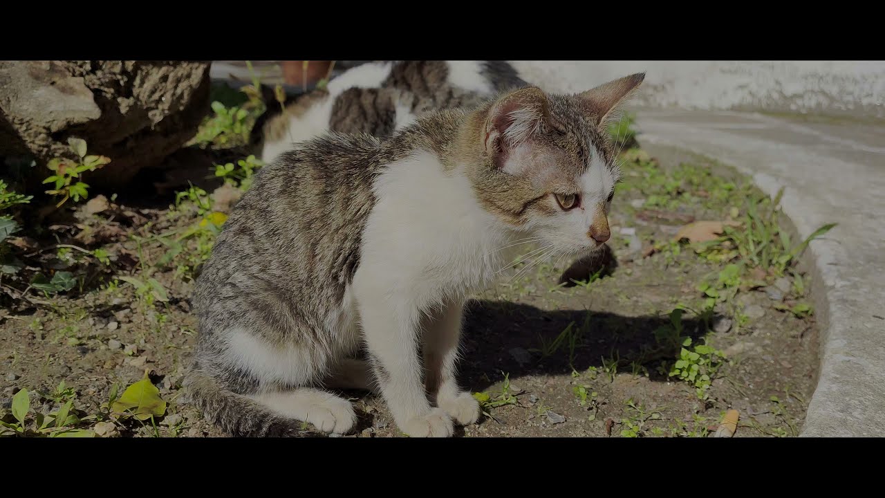 Xiaomi 11T Pro Cinematic Film