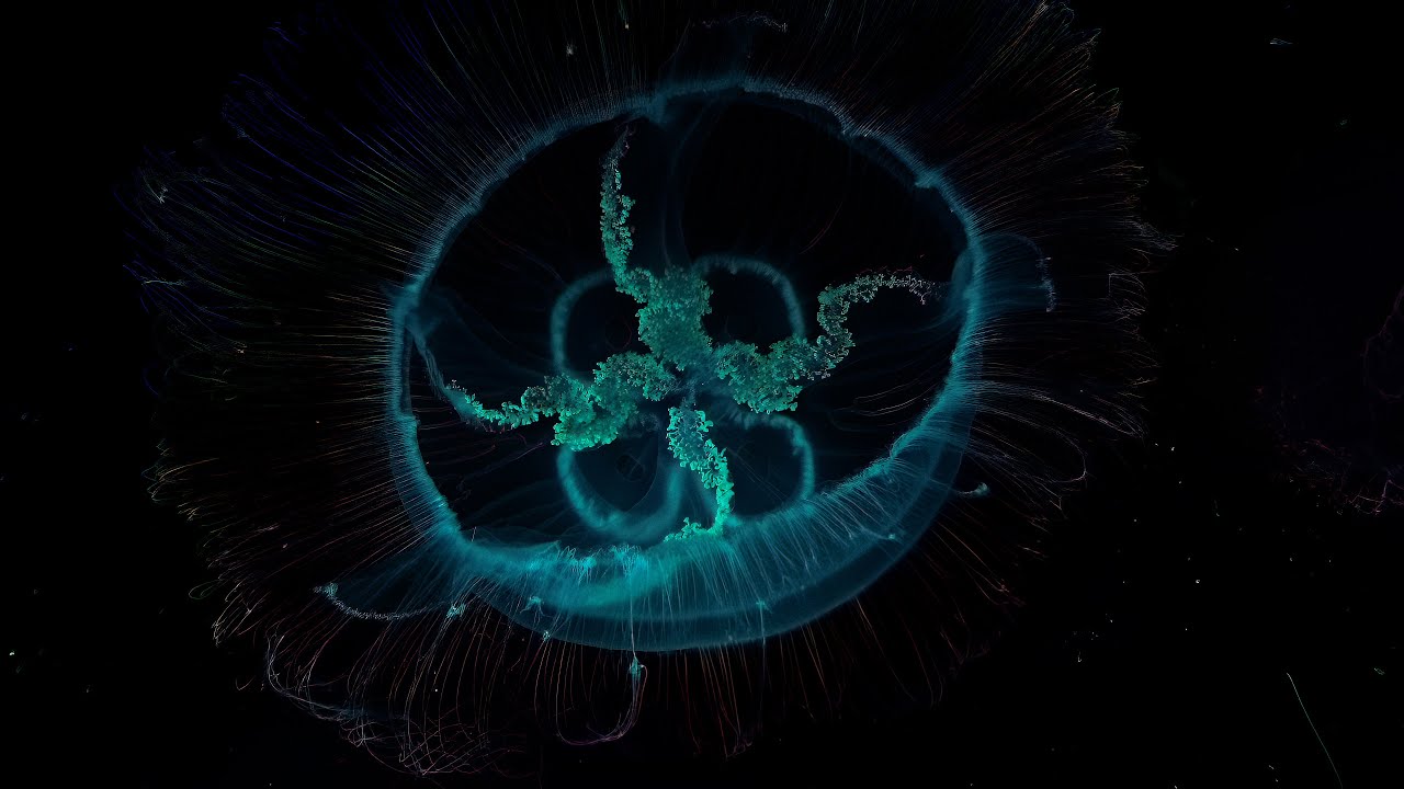 8K Jellyfish at 1000fps slow motion - YouTube