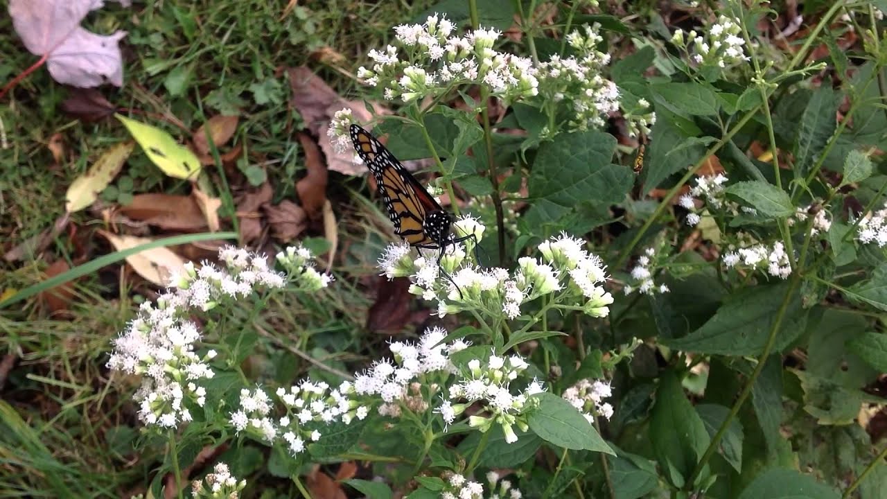 Monarch Butterfly Using Proboscis - YouTube
