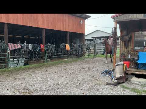 Sold 131-bay stb pony 9yr old $950 Deadline 8/24/26
