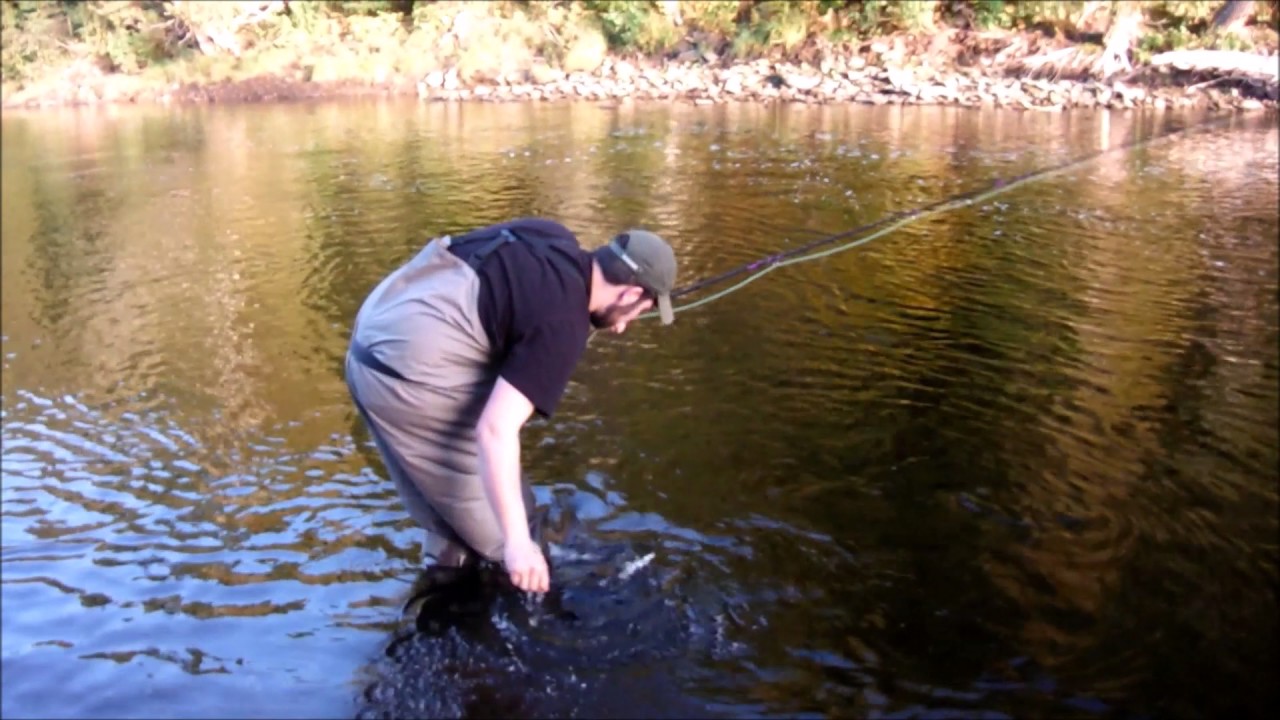 Small Salmon Renous River September 30 2016 - YouTube