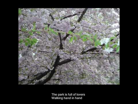 Cherry Blossom Song - YouTube