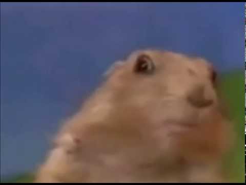 o verdadeiro rosto do rato borrachudo (sem mentira 100%) real