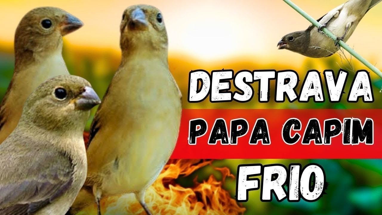 Piado de Fêmea de Papa capim para Esquentar Papa capim COM Melhor Piado ...