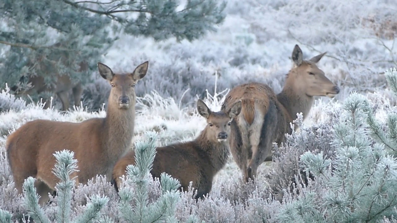 Winter Season: Nature, Plants, Animals, Birds and Urban People (4K ...