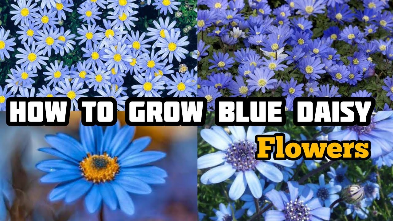 How To Grow Blue Daisy Flowers | flowers gardening - Grow Blue Daisy ...