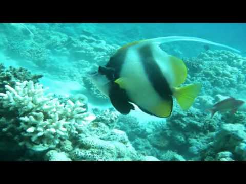 Ichthyo sapien - YouTube