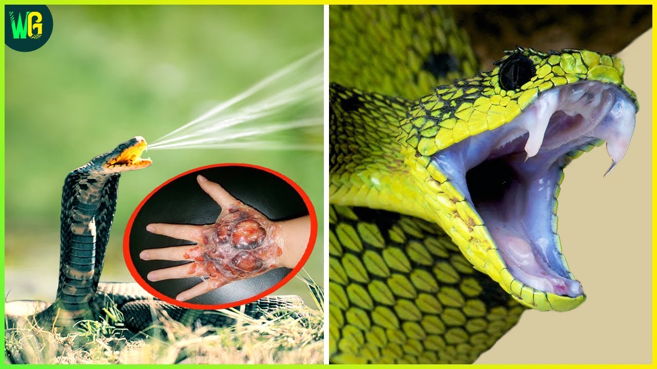 दुनिया के सबसे जहरीले सांप | Most Venomous Snakes in the World | Most ...