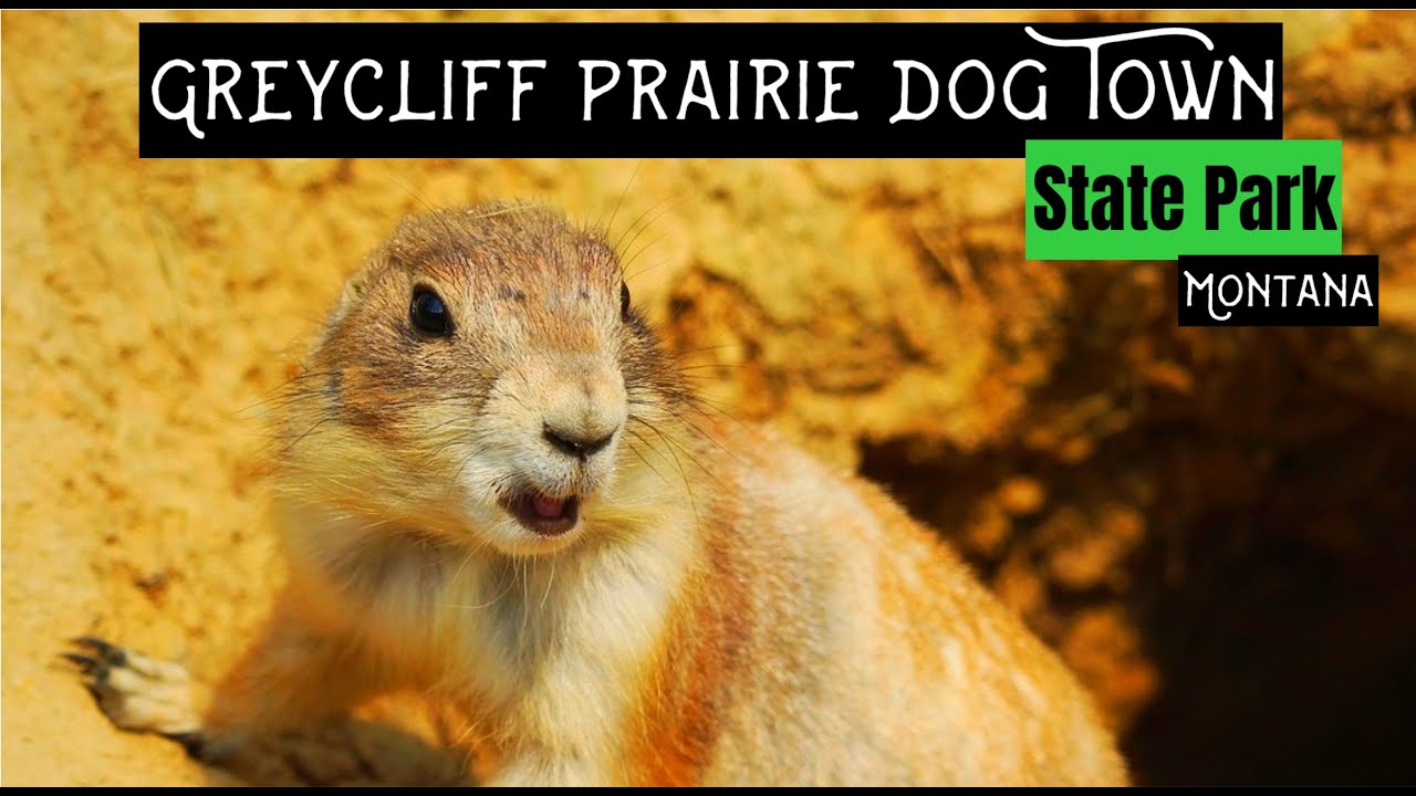 Guide to Greycliff Prairie Dog Town State Park, Montana - YouTube