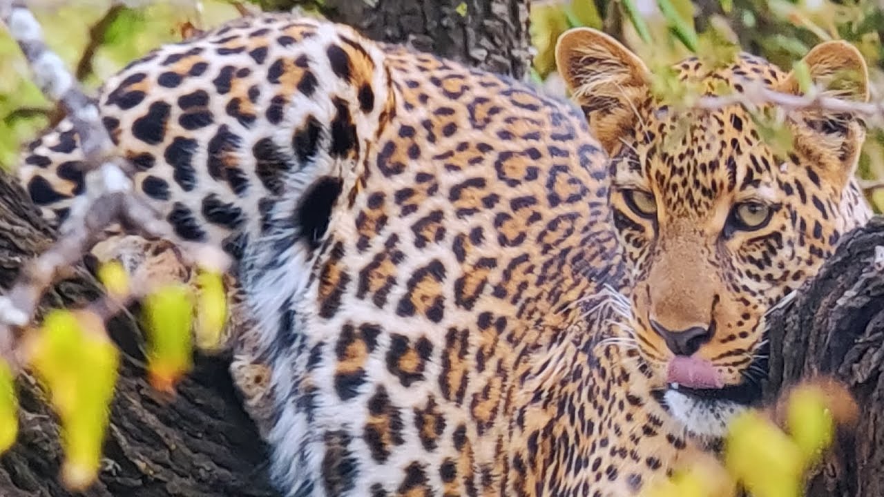 Leopards that survive outside jungles in Maharashtra. - YouTube