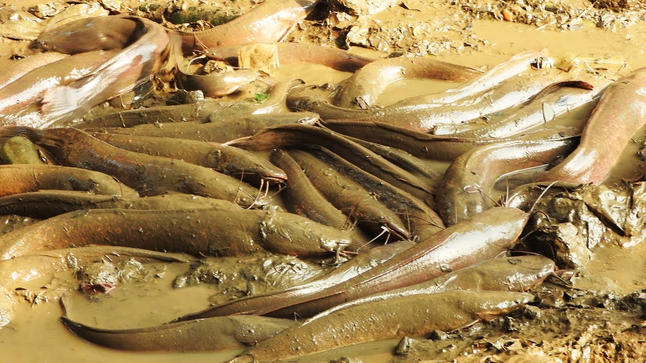 HUGE CATFISH FISHING FOR FOOD IN MUD WATER with BAREHAND FISHING - YouTube