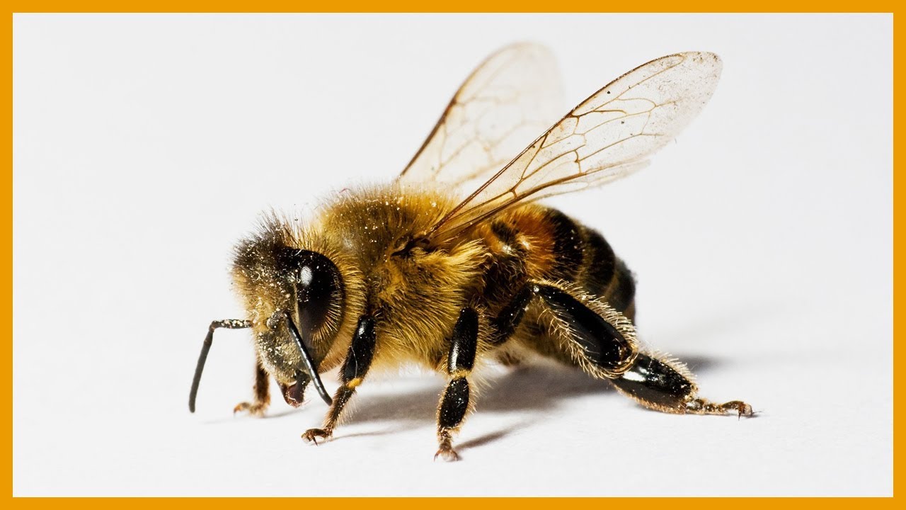 10 Horrifying Aspects of a Queen Bee's Life - YouTube