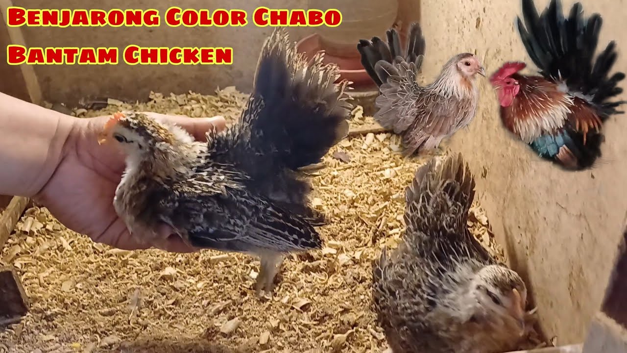RESULTS NG BREEDING STRATEGY KO SA MGA BENJARONG COLOR NG THAI CHABO ...