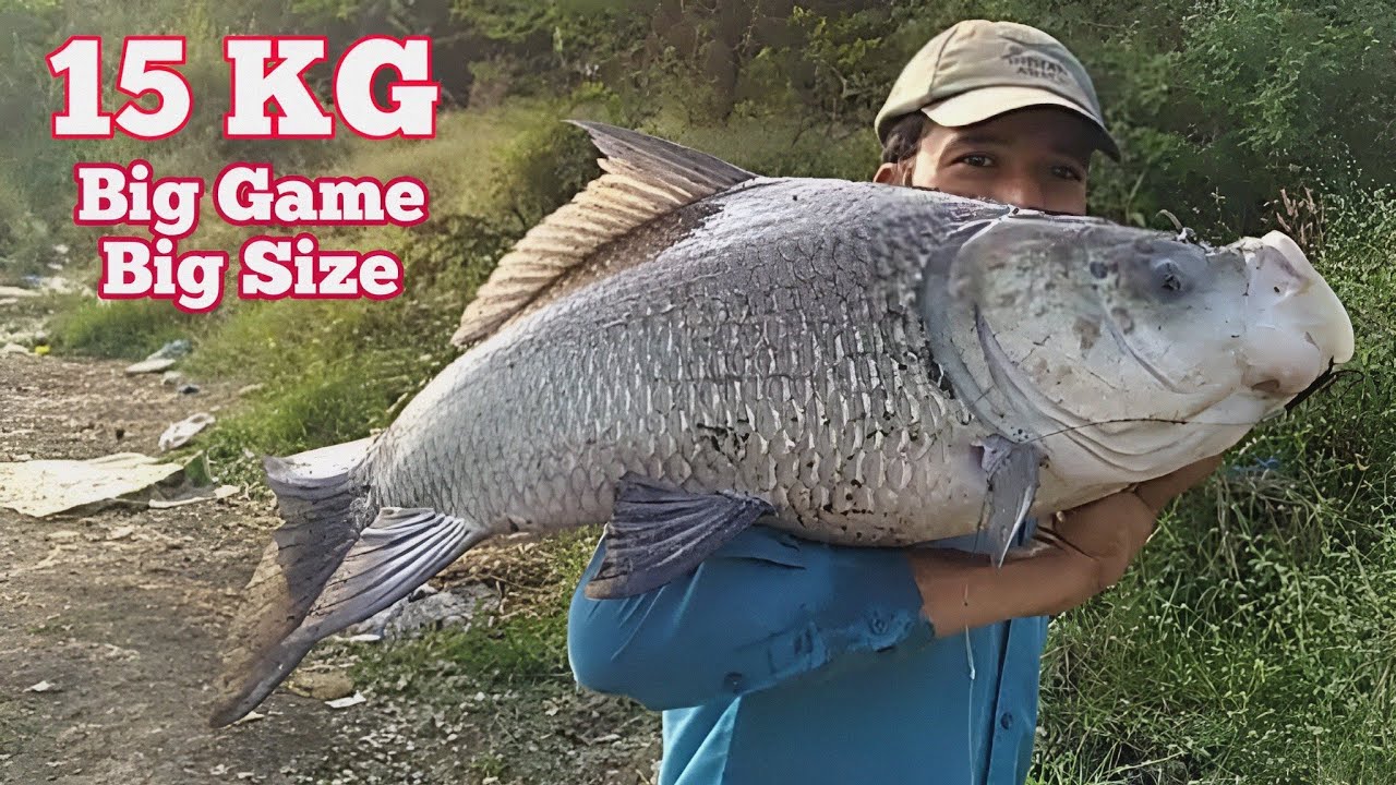 Big Catla Fish Hunting | Big Katla Fish Catching | Big Catla Fishing ...