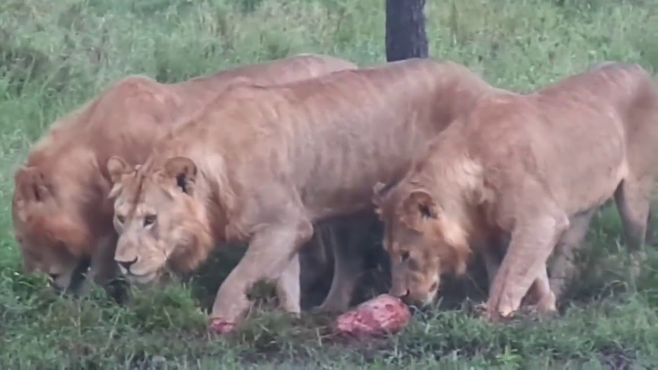 Male lion scares away a rival pride #animals #wildlife #lion - YouTube