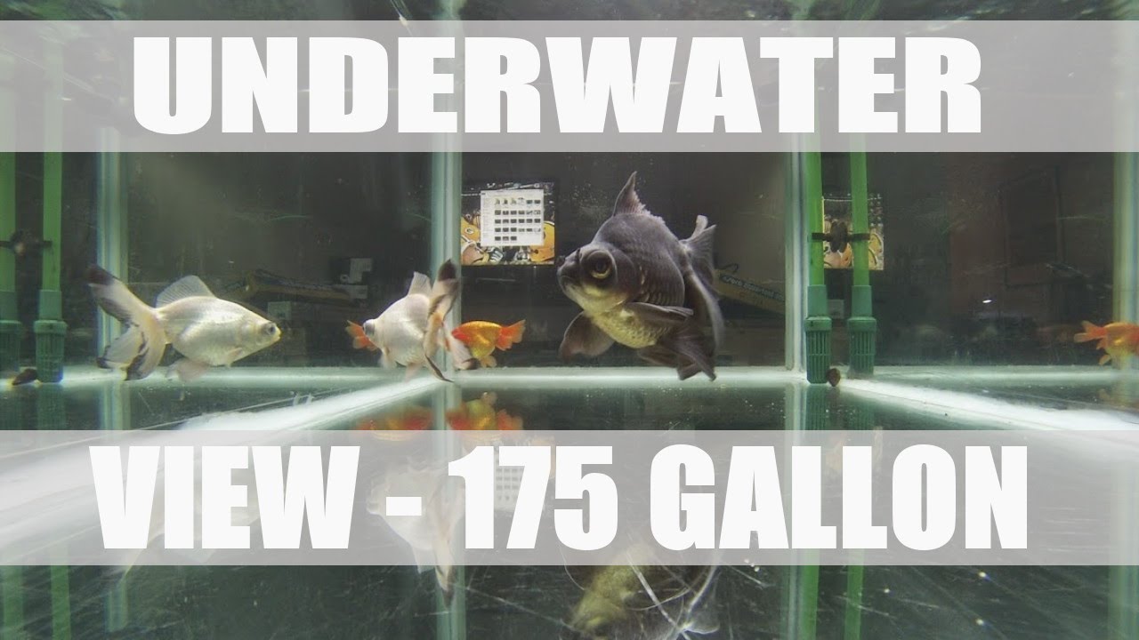 175 GALLON GOLDFISH TANK UNDERWATER VIEW - YouTube