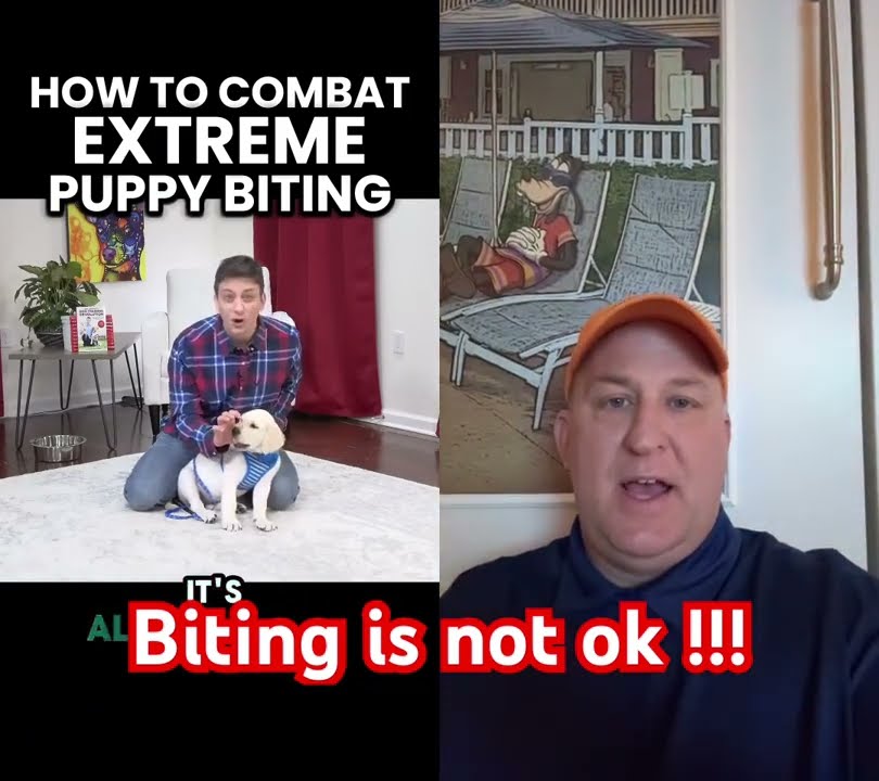 Puppy biting is not OK #Dogs #Dog #Pets #Animals #DogTraining #Cute # ...
